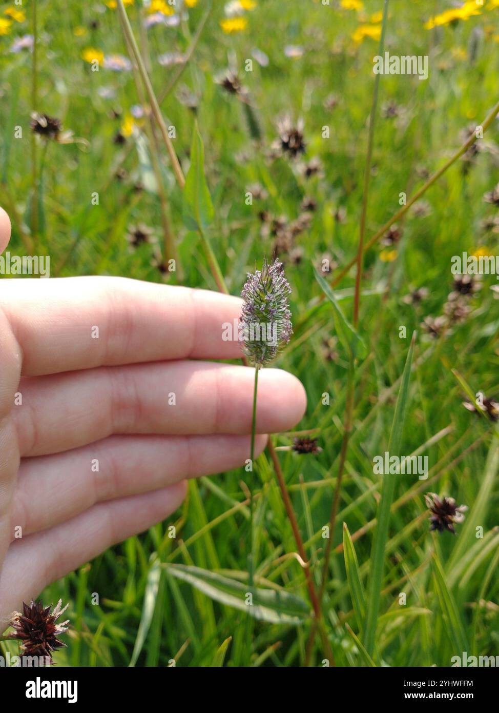 Alpine Timothy (Phleum alpinum Stock Photo - Alamy
