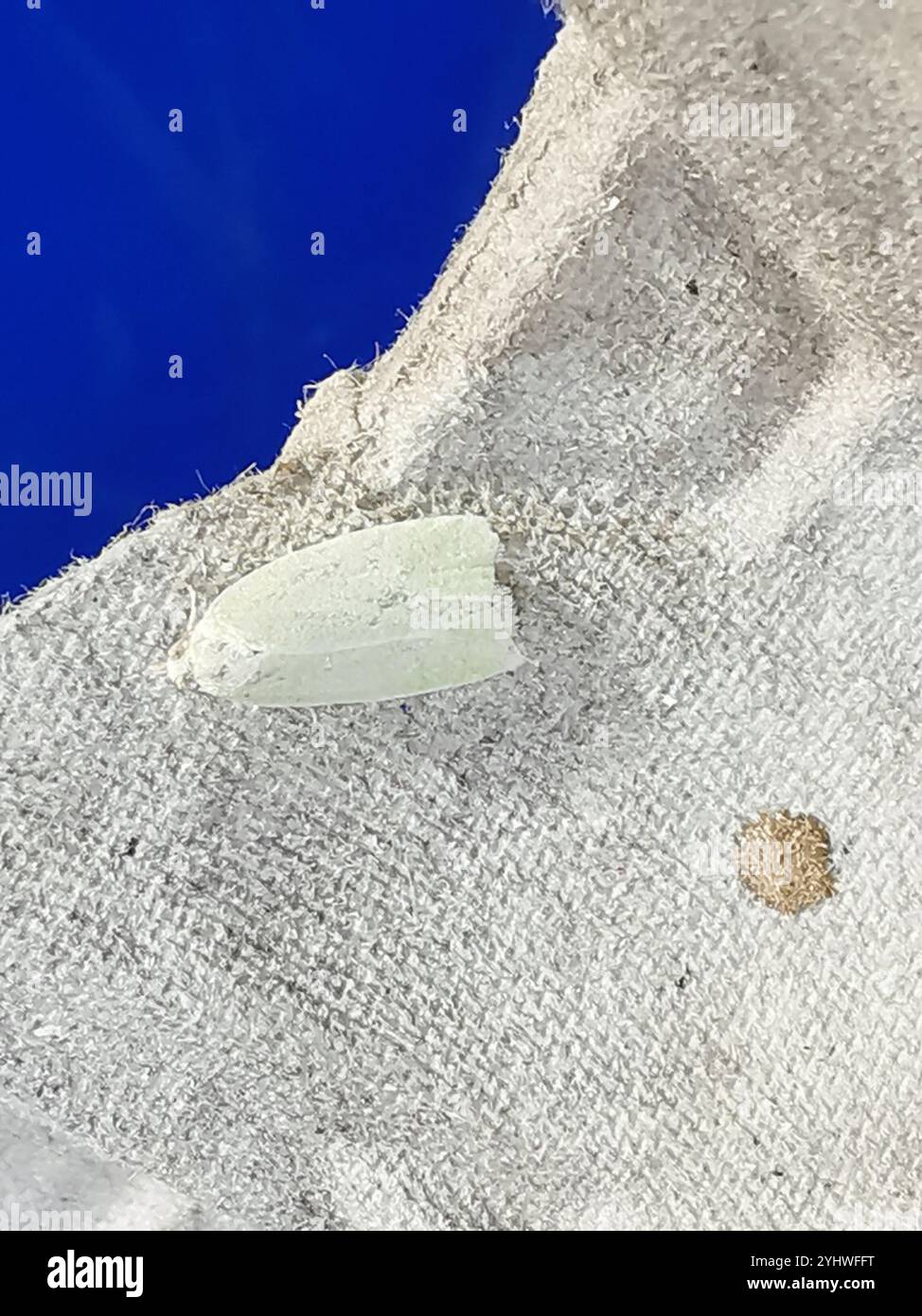 Green Oak Tortrix (Tortrix viridana Stock Photo - Alamy