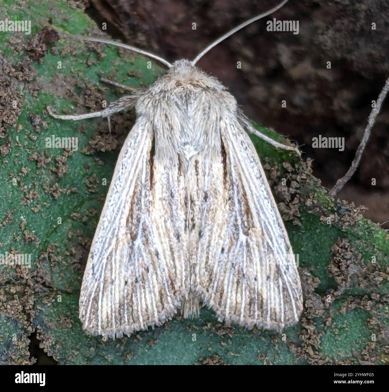 Lesser Wainscot (Mythimna oxygala Stock Photo - Alamy
