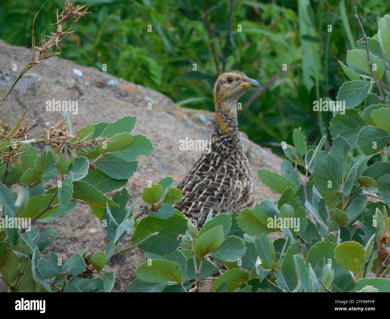 Southern Red-winged Francolin (Scleroptila levaillantii levaillantii ...