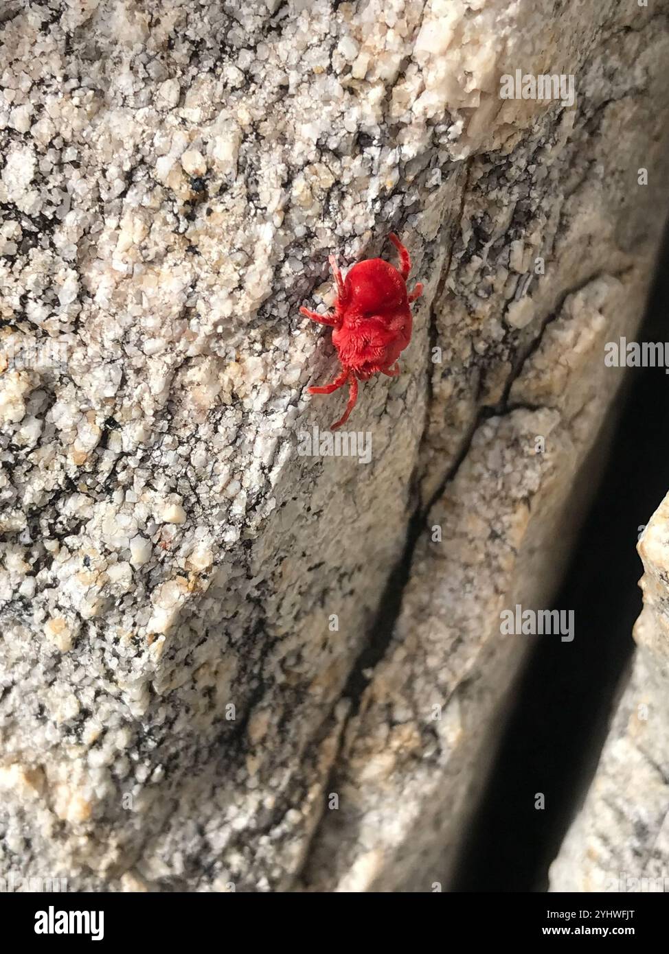 Giant Velvet Mites (Dinothrombium Stock Photo - Alamy