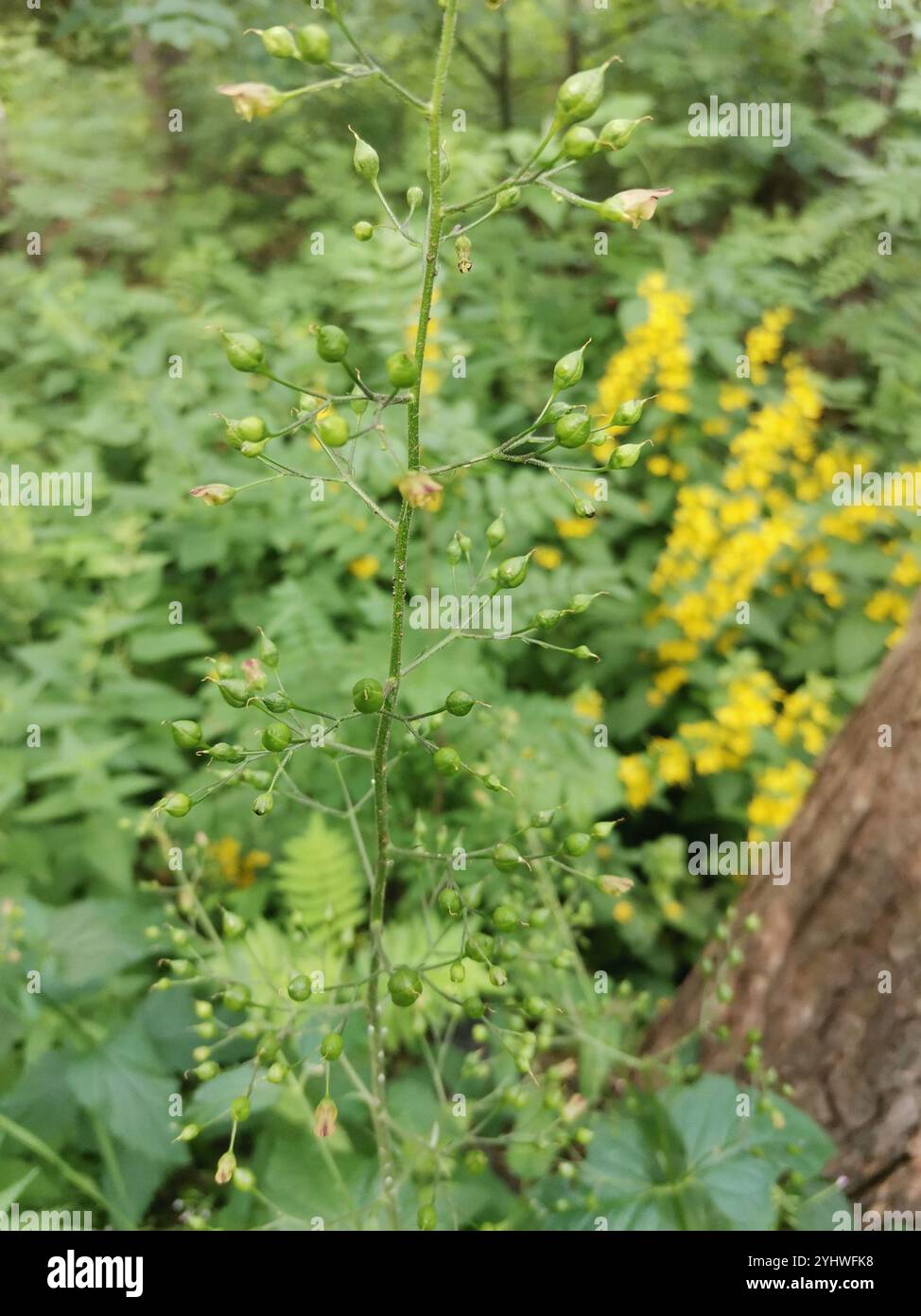 Common Figwort (Scrophularia nodosa Stock Photo - Alamy