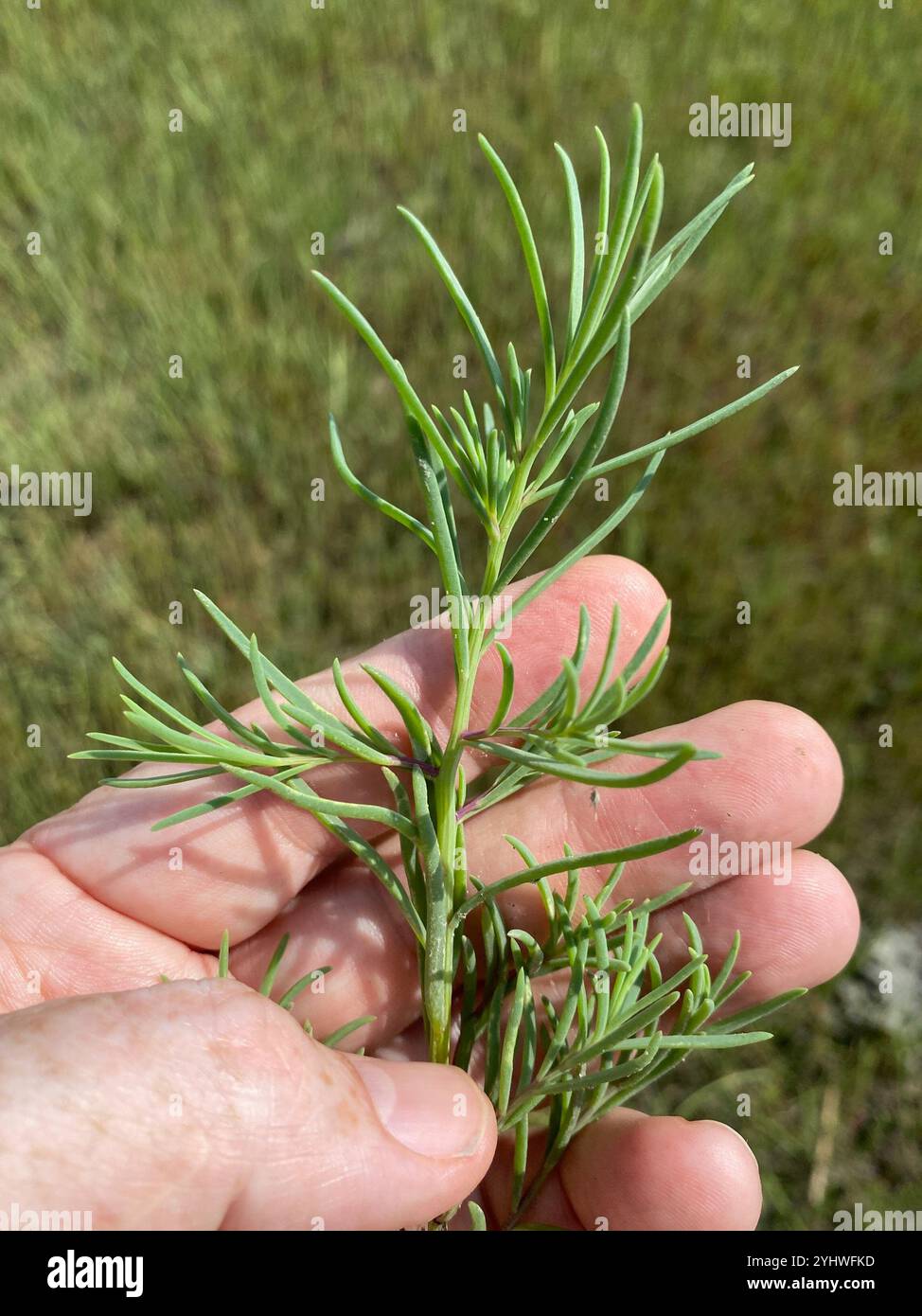 Annual seepweed hi-res stock photography and images - Alamy