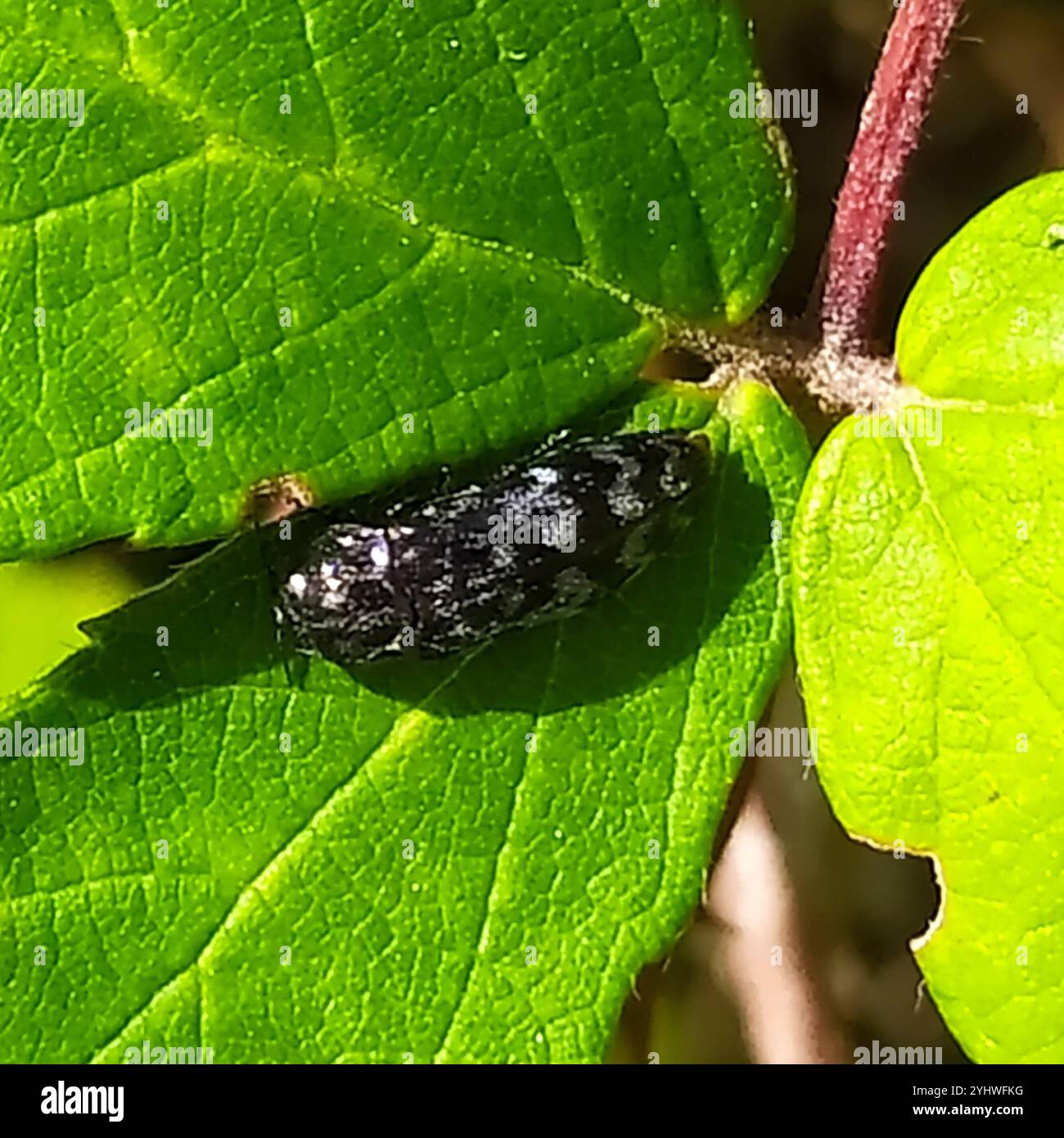 Coraebus hi-res stock photography and images - Alamy