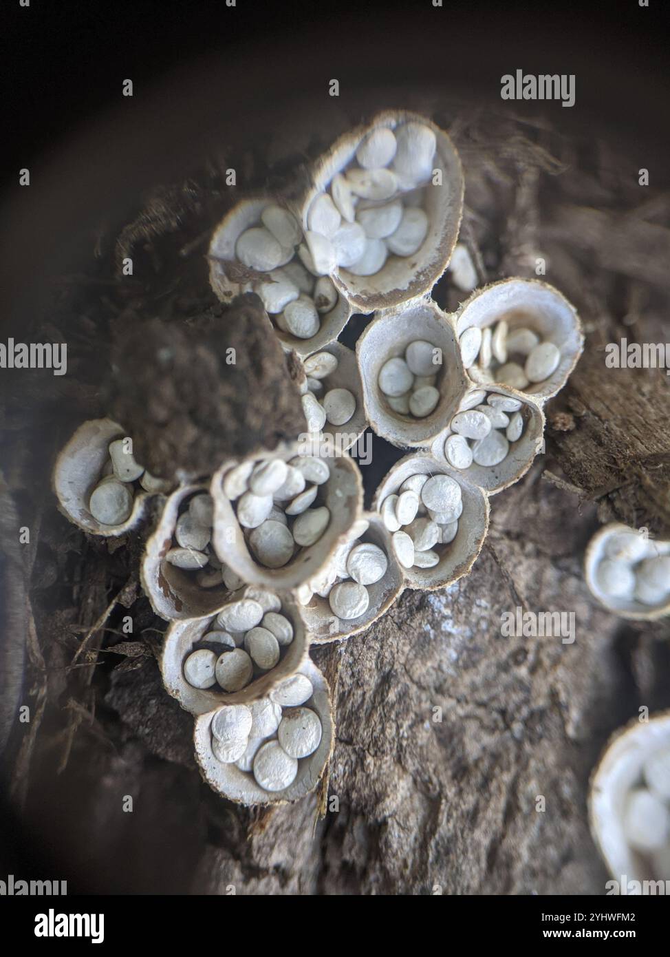 bird's nest fungi (Nidulariaceae Stock Photo - Alamy