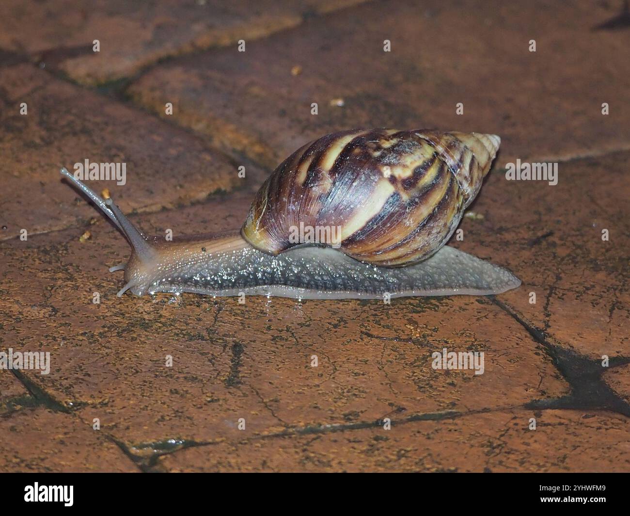 African Giant Snail (Lissachatina fulica Stock Photo - Alamy