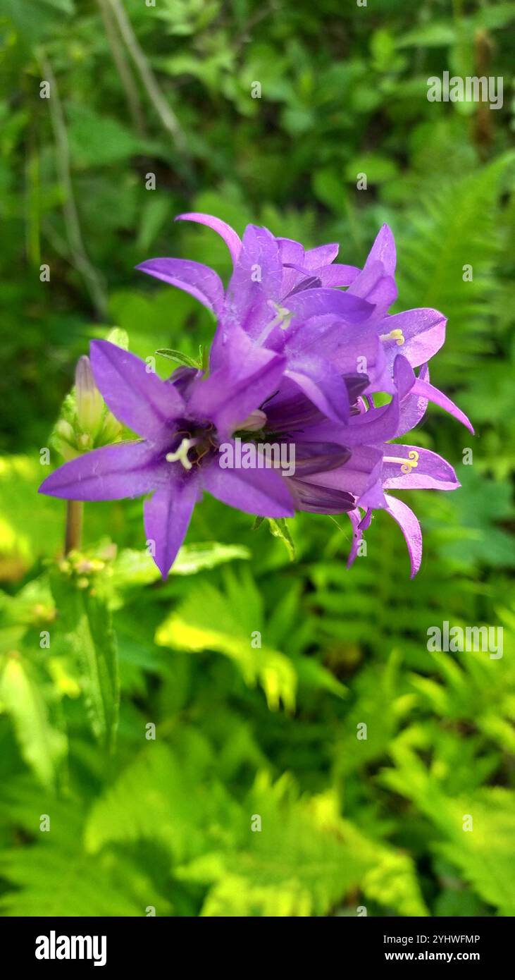 clustered bellflower (Campanula glomerata Stock Photo - Alamy