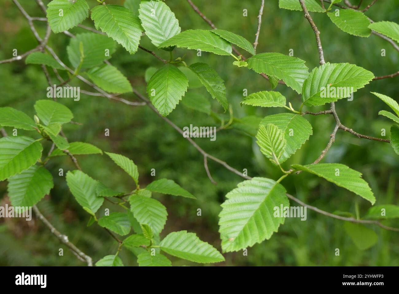 Red Alder (Alnus rubra Stock Photo - Alamy