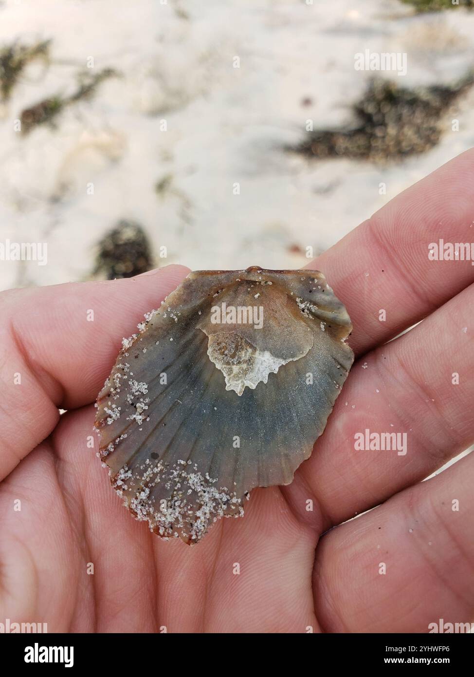 Atlantic Bay Scallop (Argopecten irradians Stock Photo - Alamy