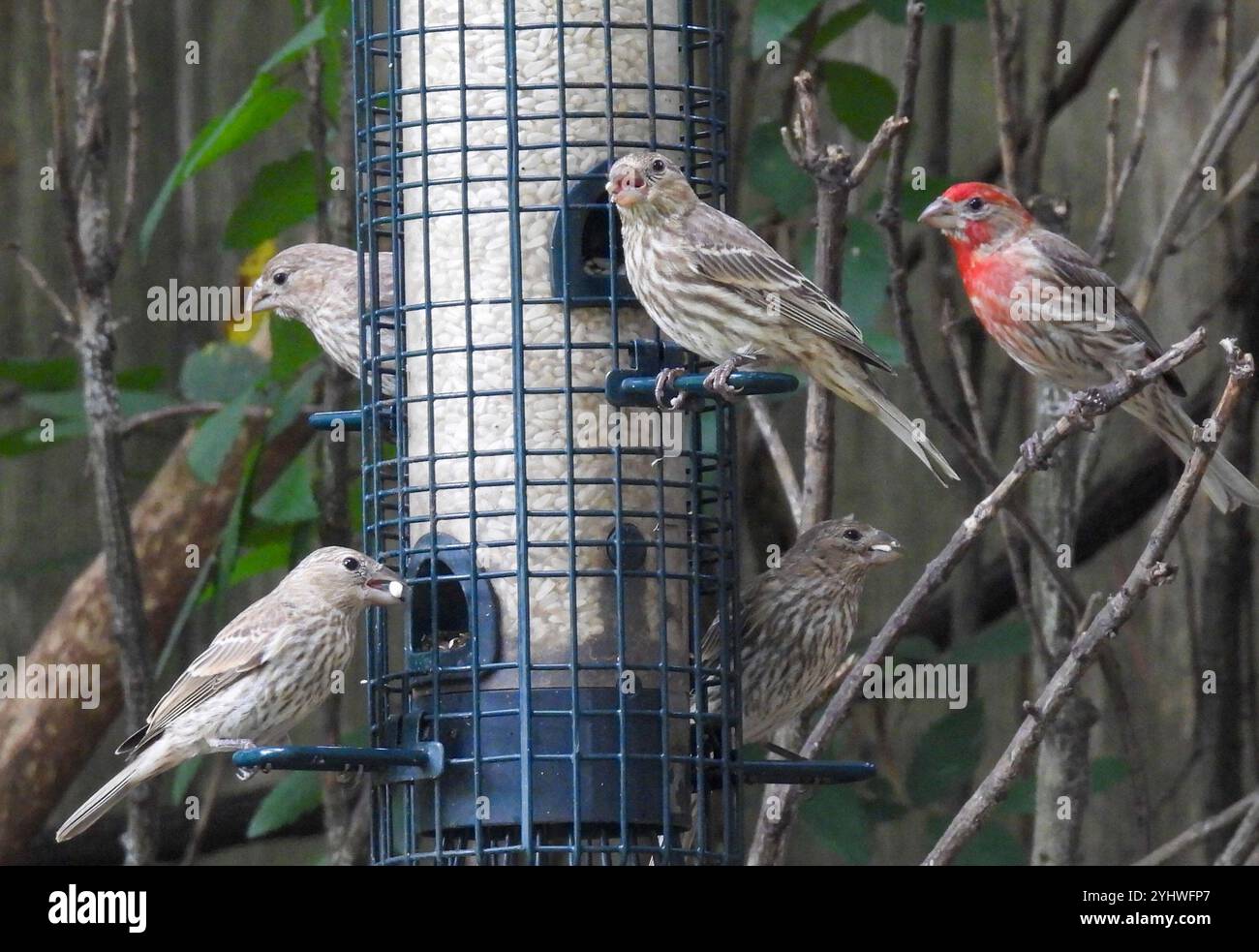 House Finch (Haemorhous mexicanus Stock Photo - Alamy