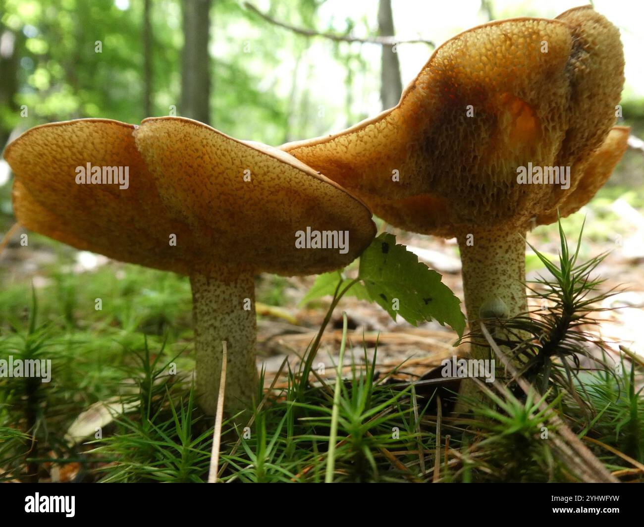 Butterball (Suillus weaverae Stock Photo - Alamy