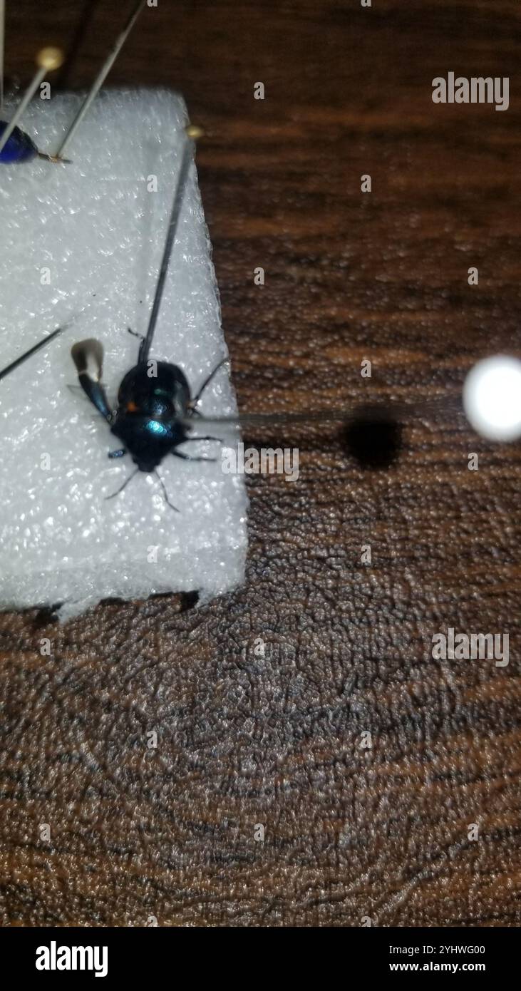 Anchor Stink Bug (Stiretrus anchorago Stock Photo - Alamy