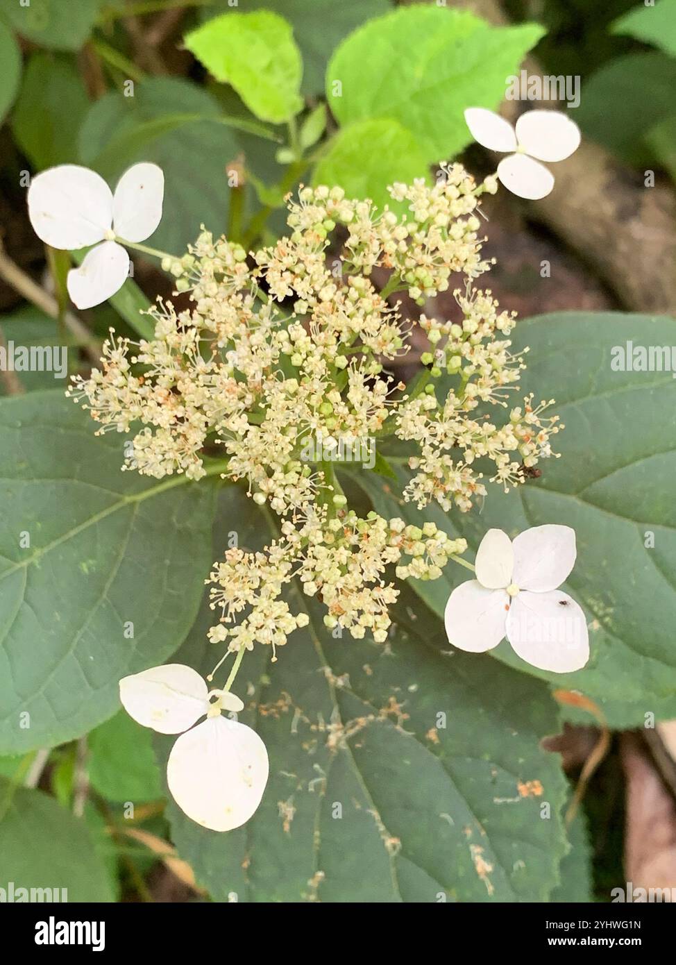 wild hydrangea (Hydrangea arborescens Stock Photo - Alamy