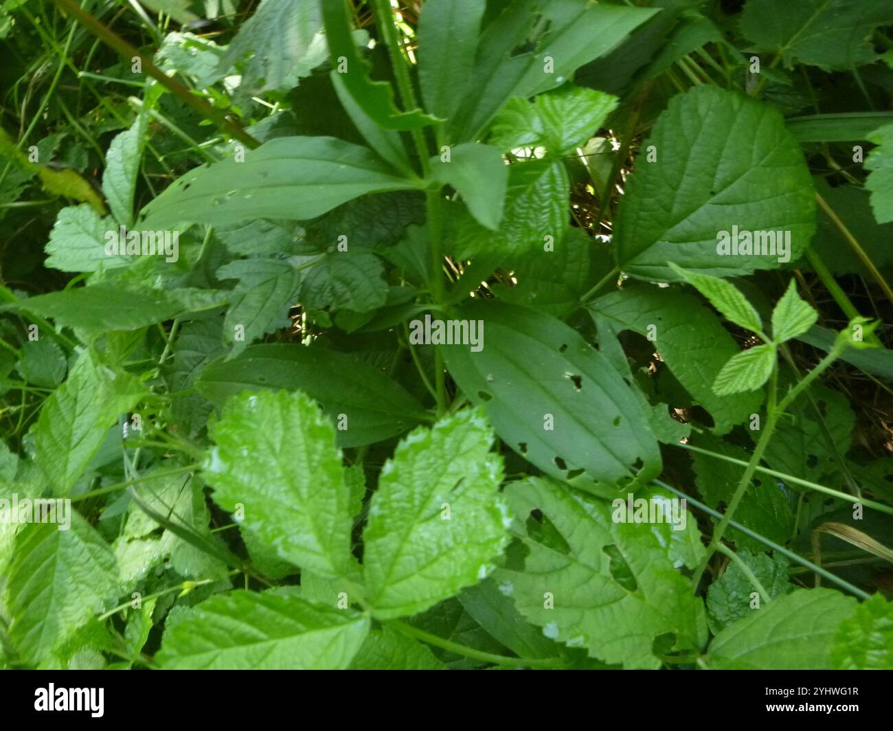 common soapwort (Saponaria officinalis Stock Photo - Alamy