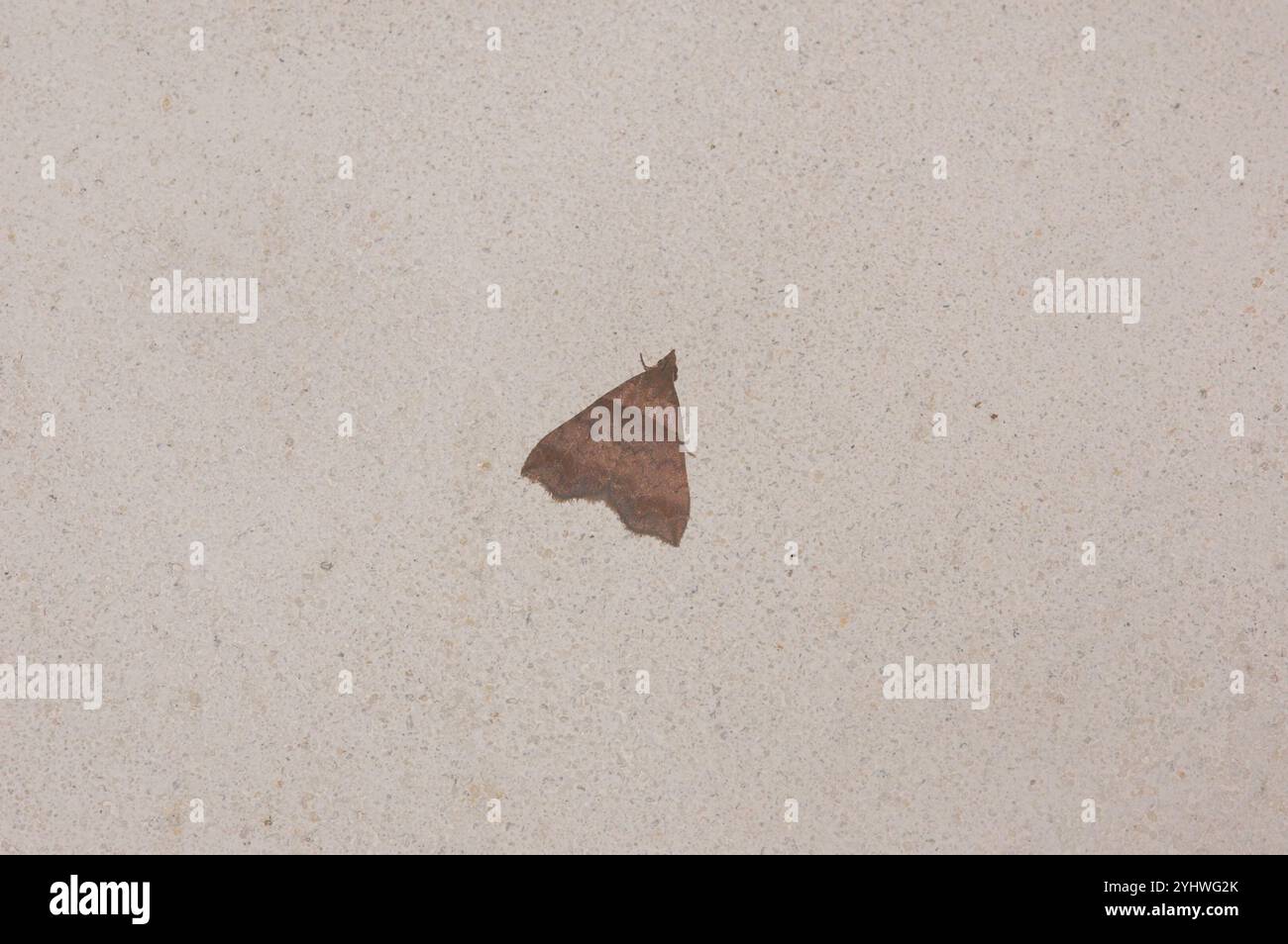 Ambiguous Moth (Lascoria ambigualis Stock Photo - Alamy