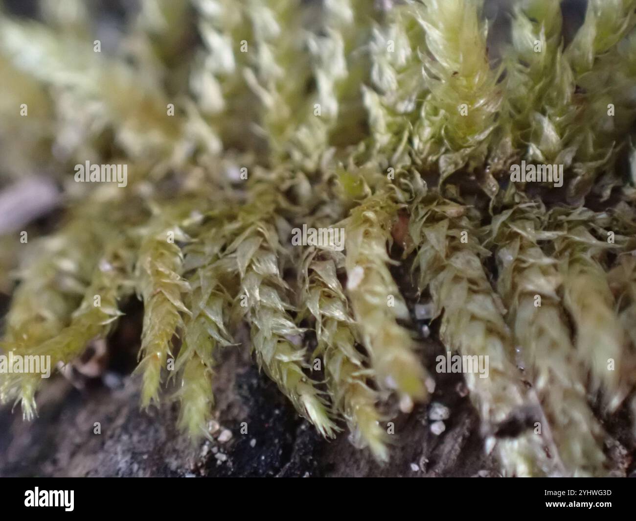Oregon Beaked Moss (Kindbergia oregana Stock Photo - Alamy
