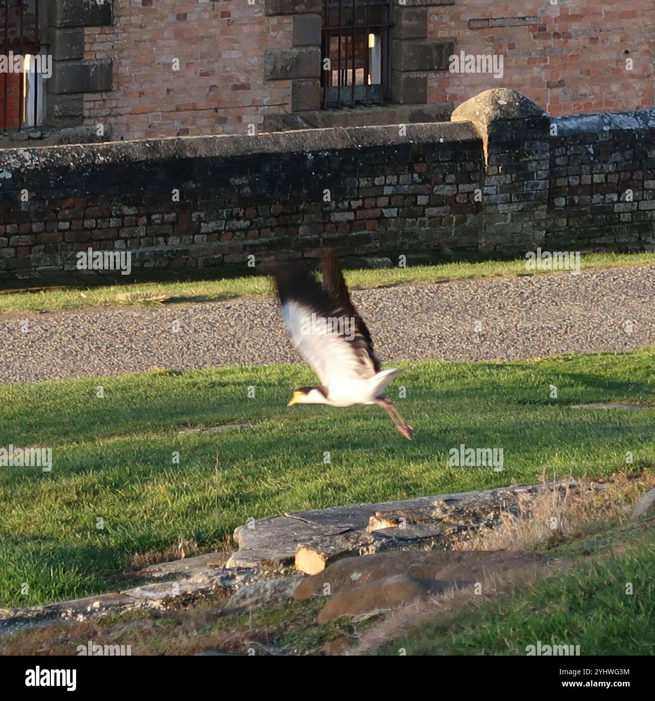 Black-shouldered Masked Lapwing (Vanellus miles novaehollandiae Stock ...