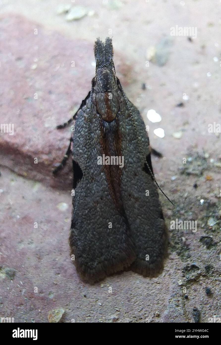 Curved-horn Moths (Gelechioidea Stock Photo - Alamy