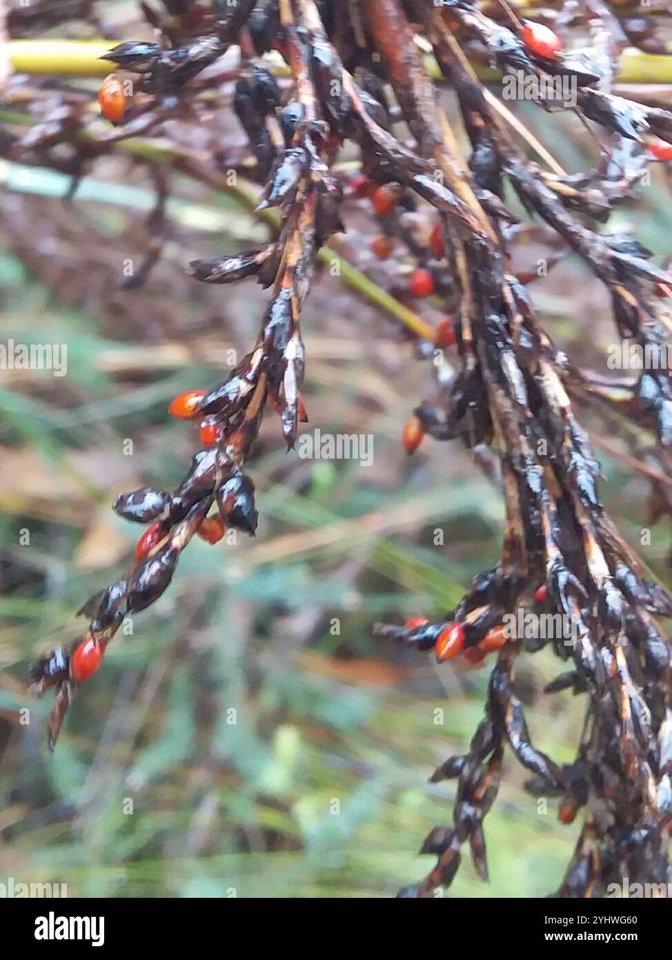 Red-fruit Saw-sedge (Gahnia sieberiana Stock Photo - Alamy