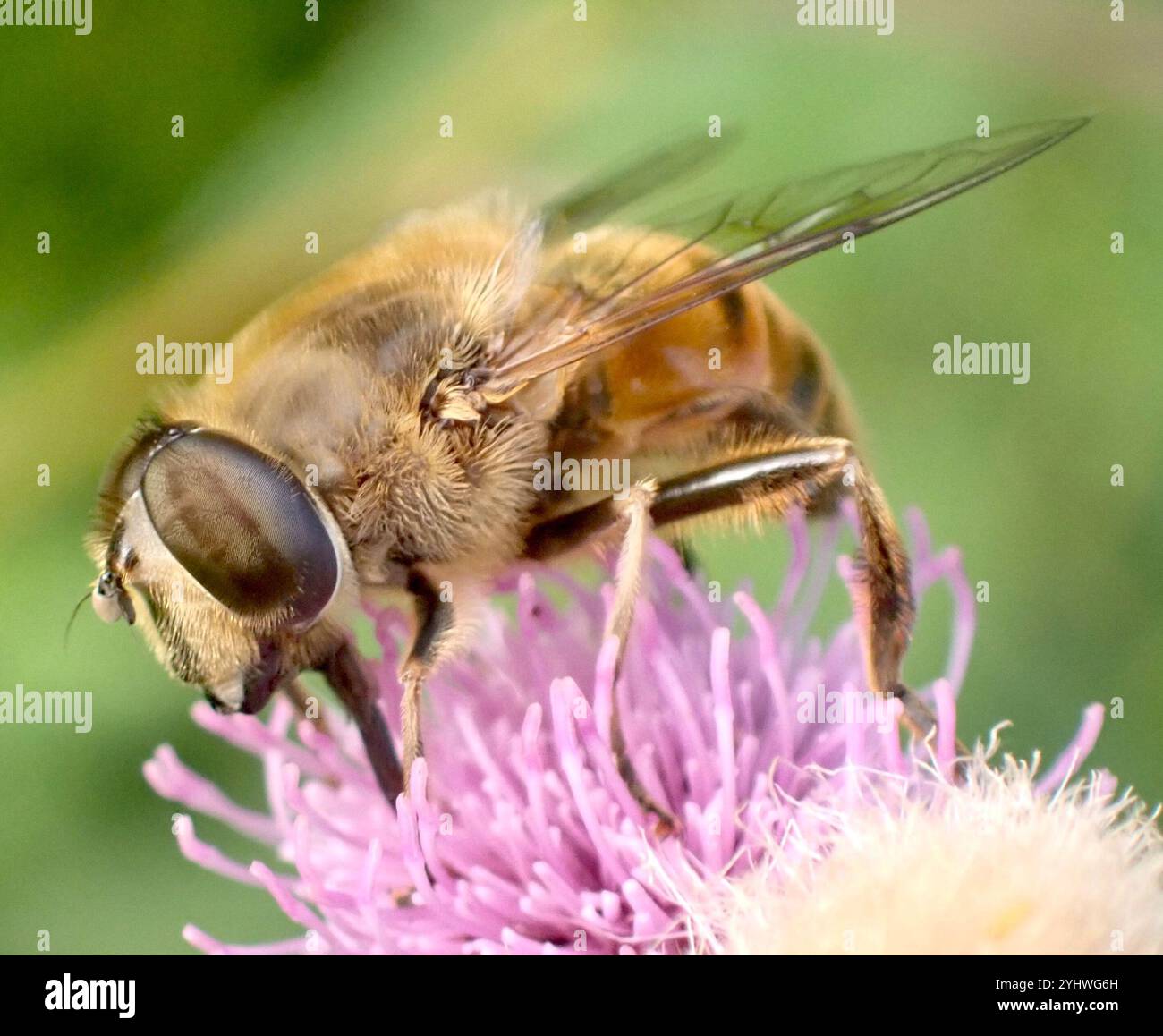 Common Drone Fly (Eristalis tenax Stock Photo - Alamy