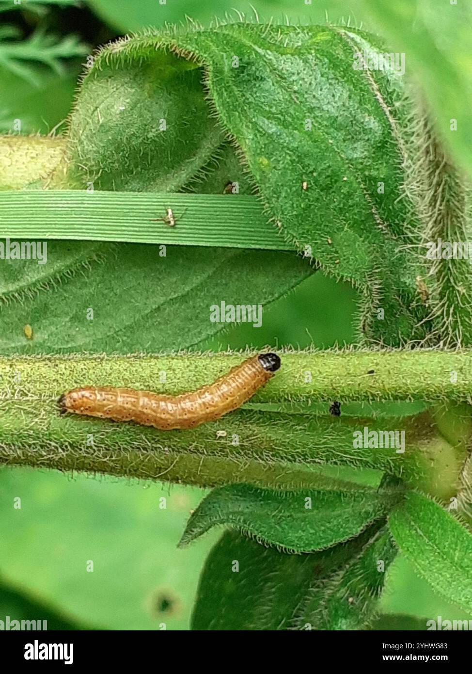 Web-spinning Sawflies (Pamphiliidae Stock Photo - Alamy