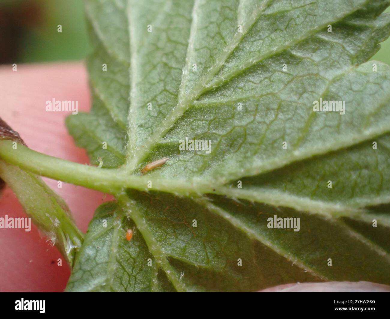 Common Thrips (Thripidae Stock Photo - Alamy