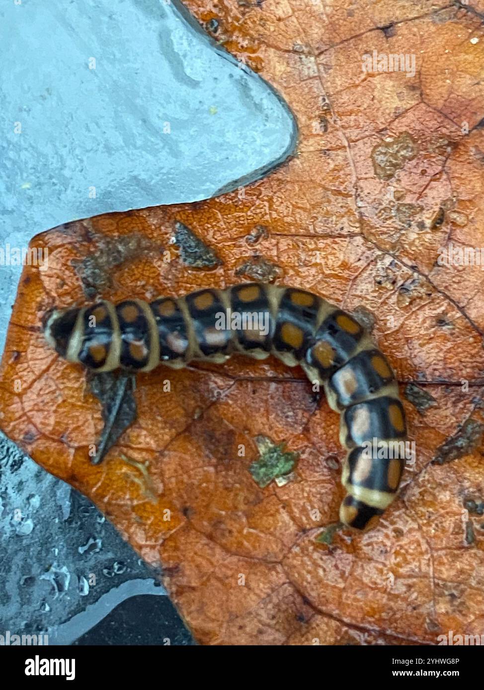 Phengodes hi-res stock photography and images - Alamy