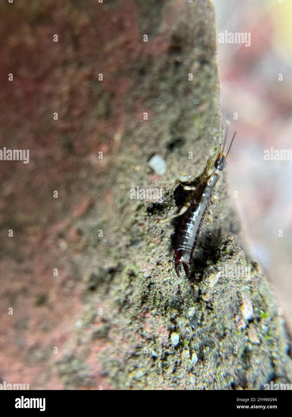 Ring-legged Earwig (Euborellia annulipes Stock Photo - Alamy