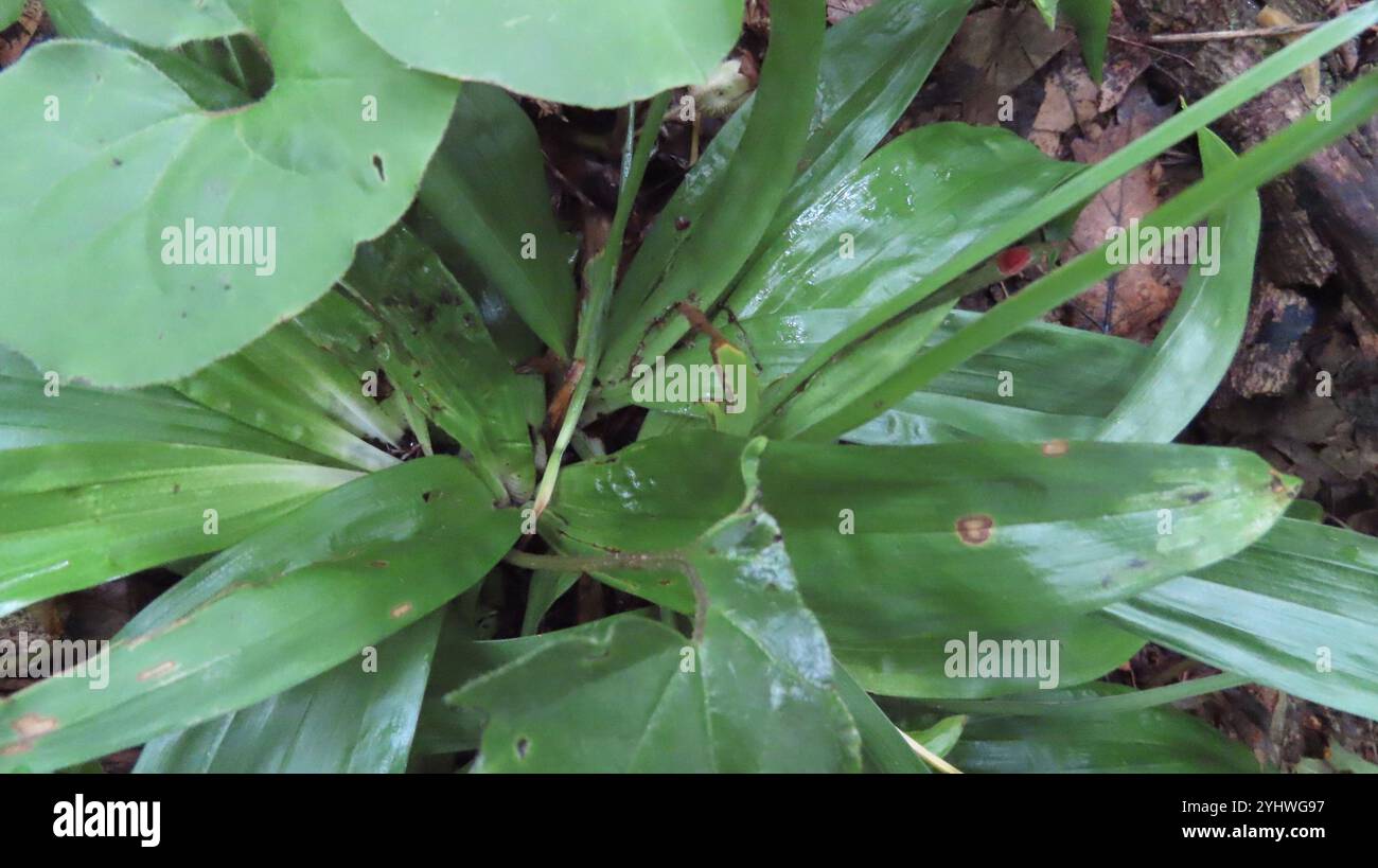 White Bear Sedge (Carex albursina Stock Photo - Alamy
