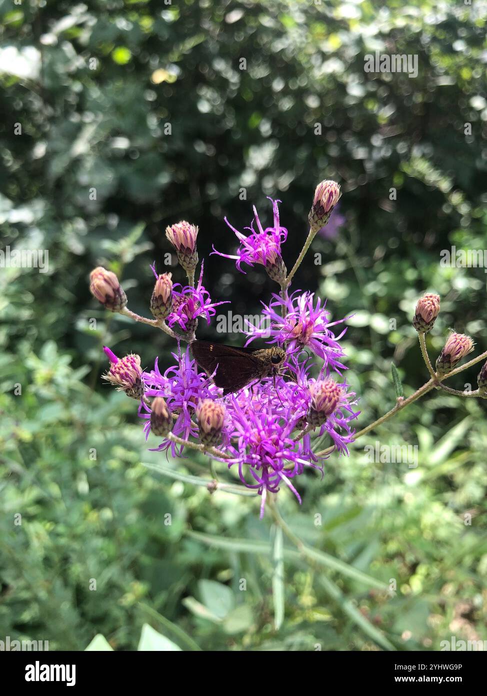 Texas ironweed (Vernonia texana Stock Photo - Alamy