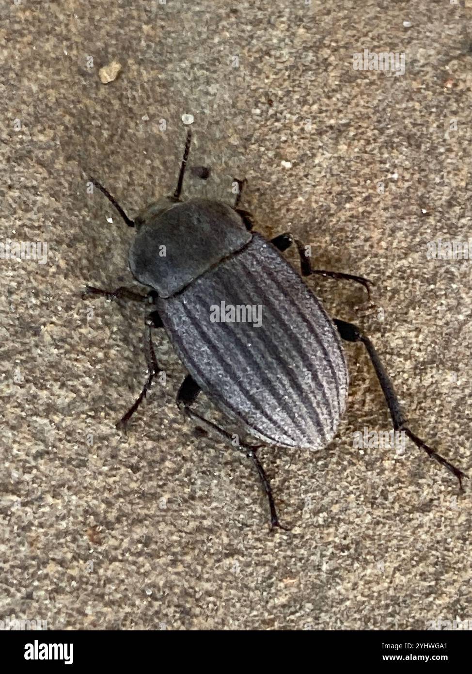 Three-ribbed Darkling Beetle (Eleodes tricostata Stock Photo - Alamy