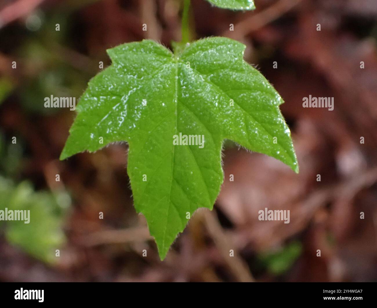 bigleaf maple (Acer macrophyllum Stock Photo - Alamy