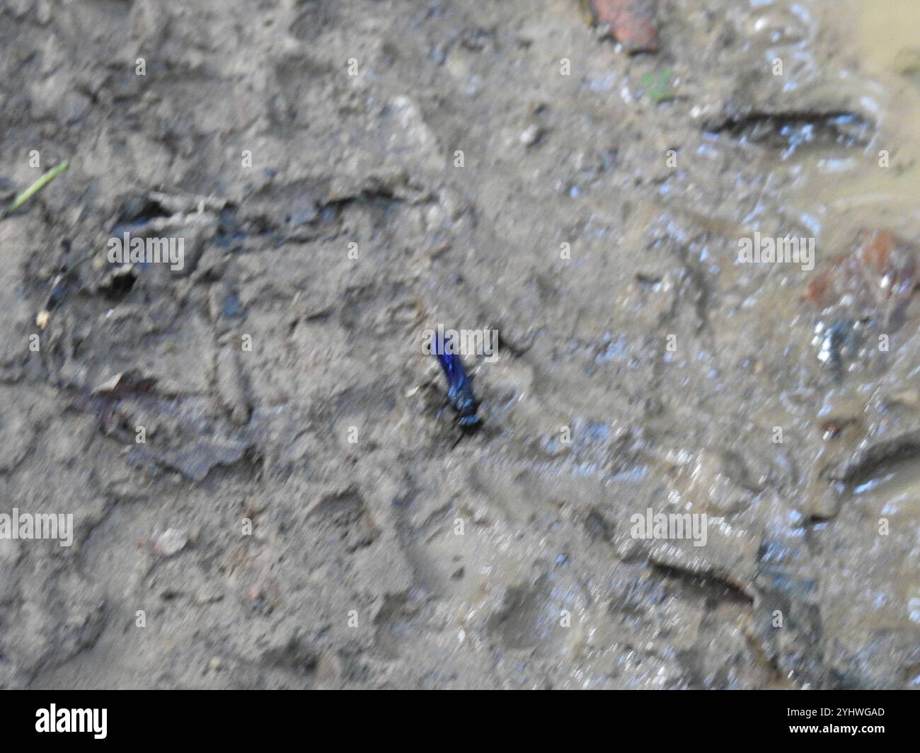 Organ-pipe Mud-dauber Wasp (Trypoxylon politum Stock Photo - Alamy
