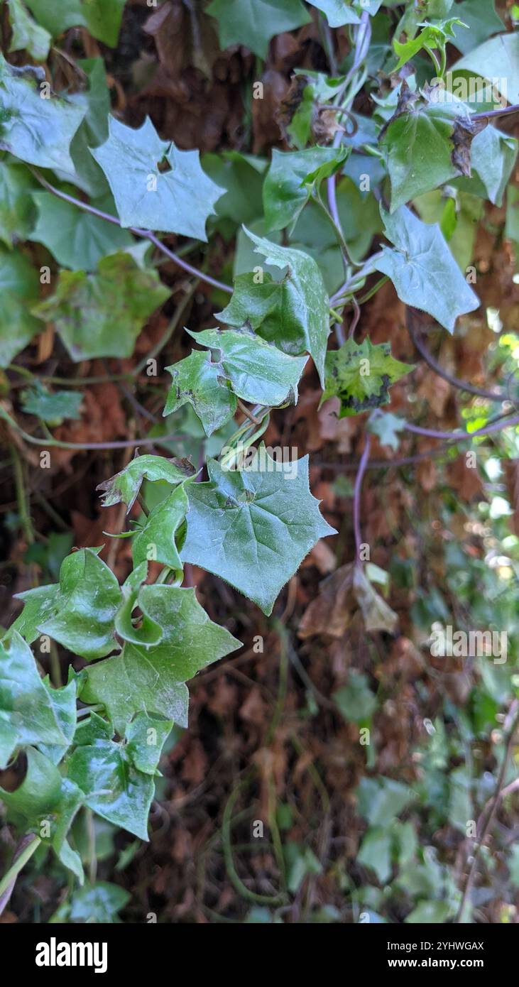 Cape-ivy (Delairea odorata Stock Photo - Alamy
