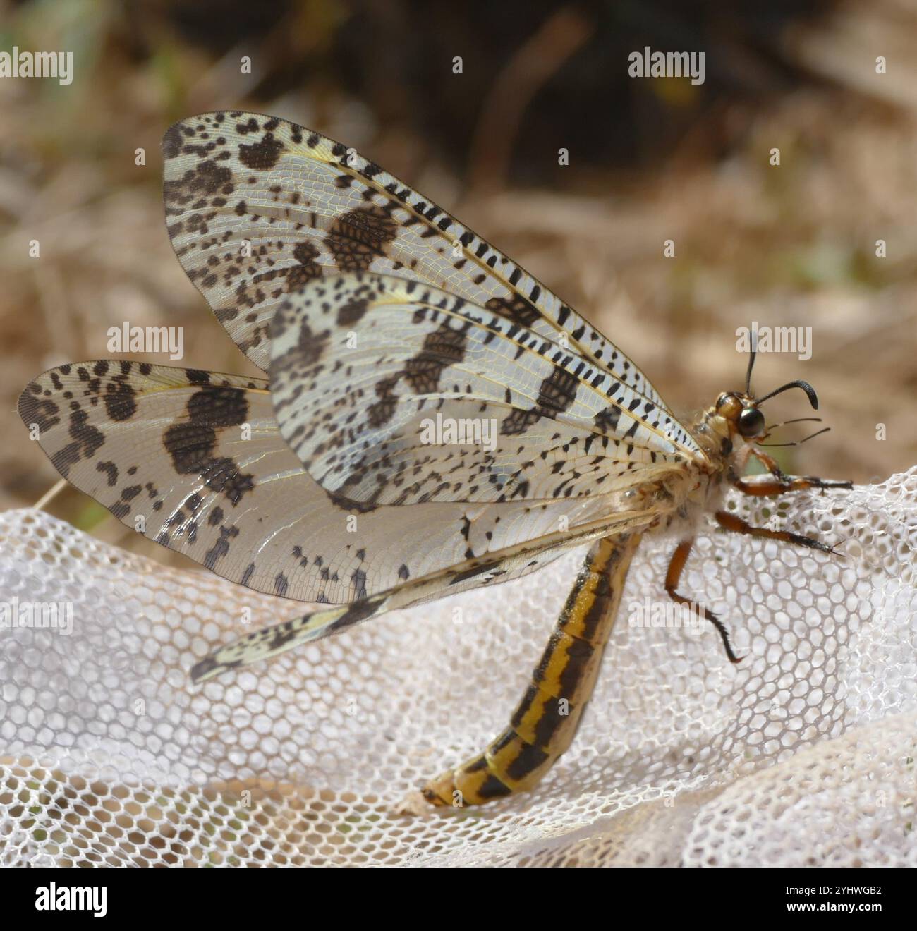 Palpares libelluloides hi-res stock photography and images - Alamy