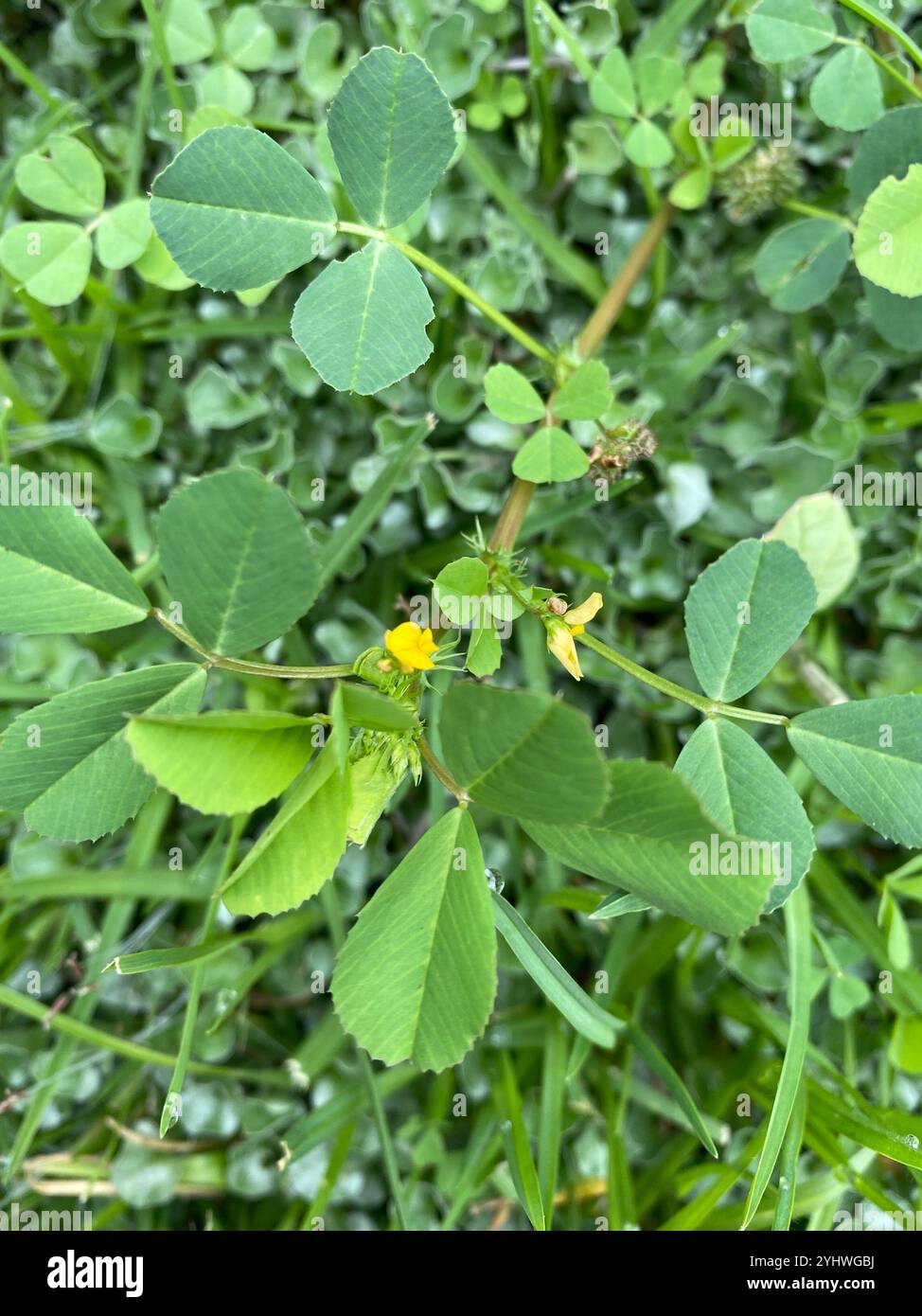 Bur clover hi-res stock photography and images - Alamy