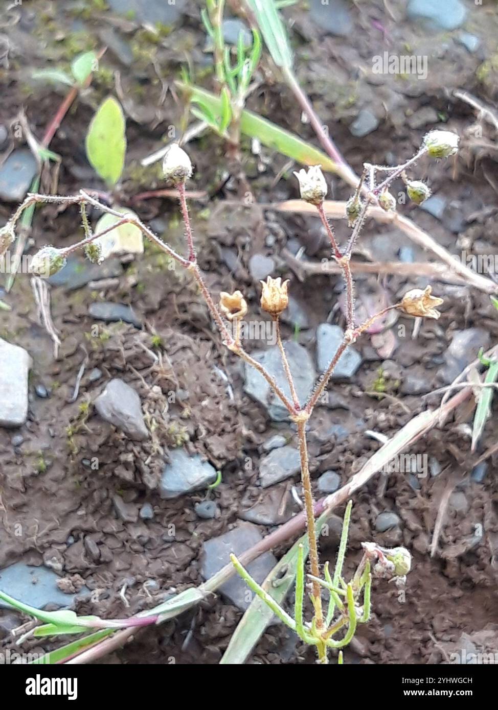 Corn spurrey (Spergula arvensis Stock Photo - Alamy