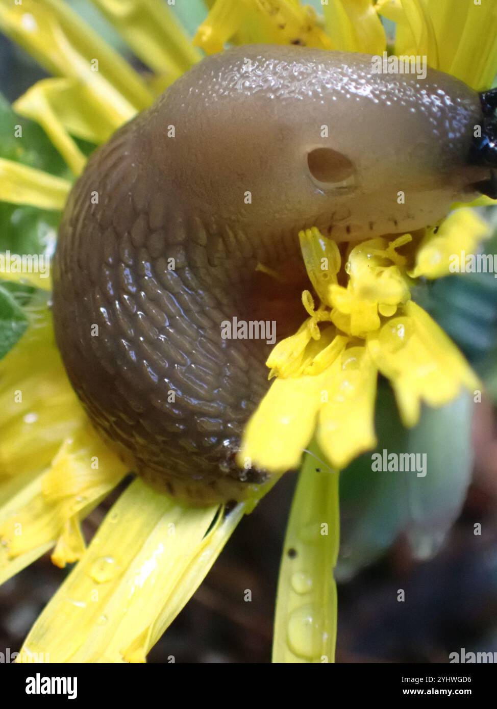 Arion Slugs (Arion Stock Photo - Alamy