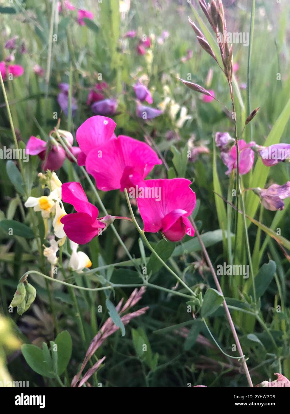 tuberous pea (Lathyrus tuberosus Stock Photo - Alamy
