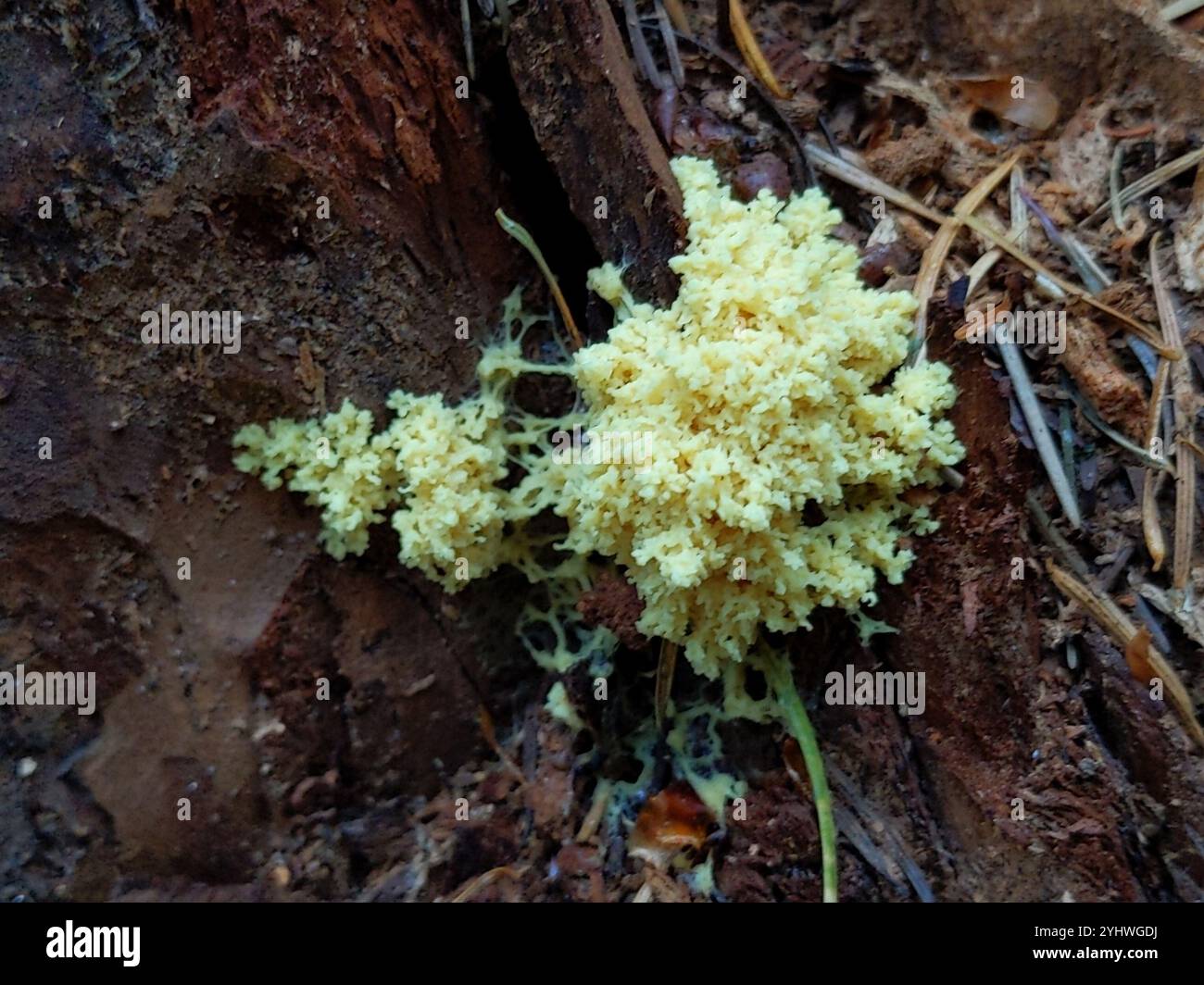 Dog Vomit Slime Mold (Fuligo septica Stock Photo - Alamy