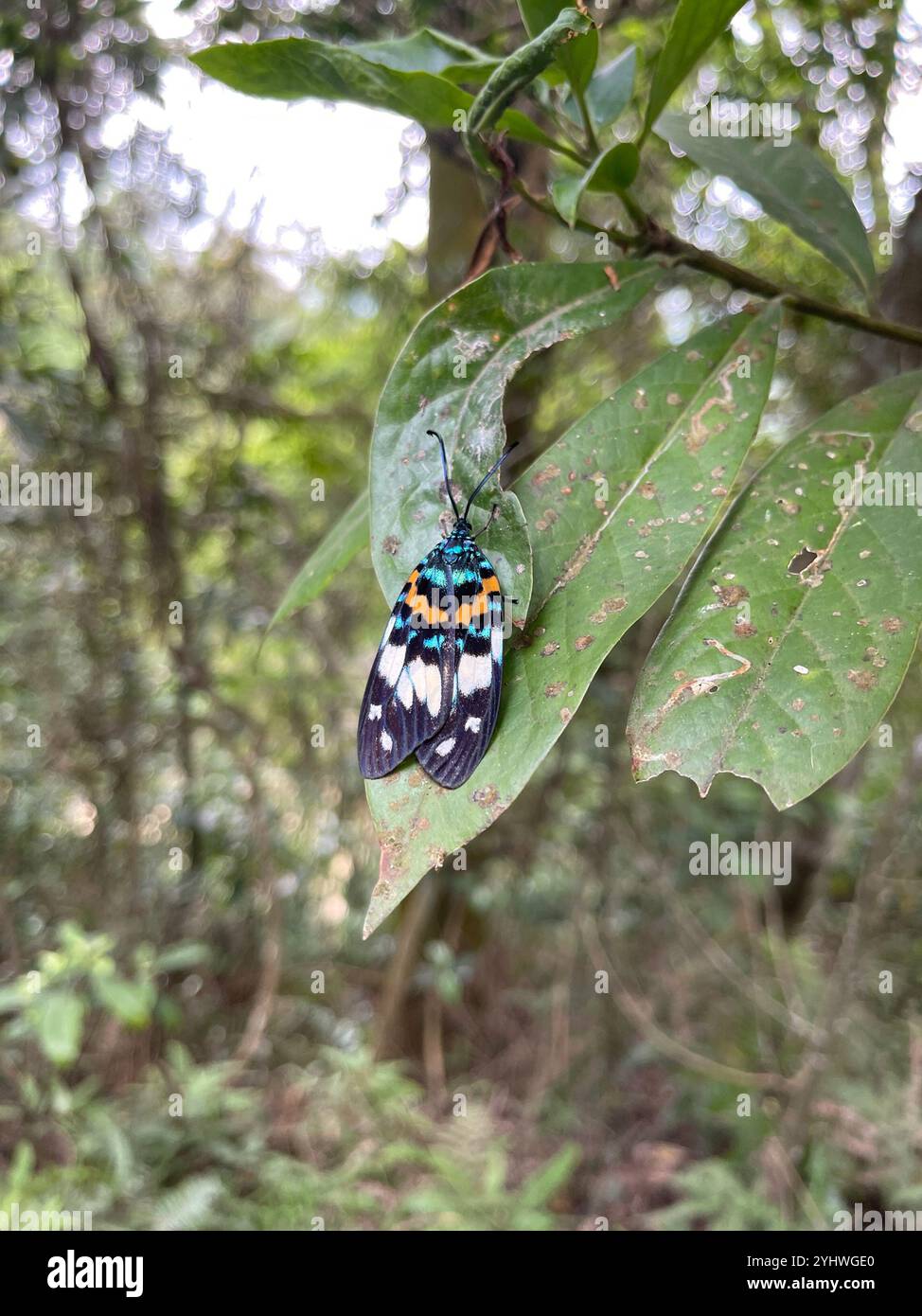 Erasmia hi-res stock photography and images - Alamy