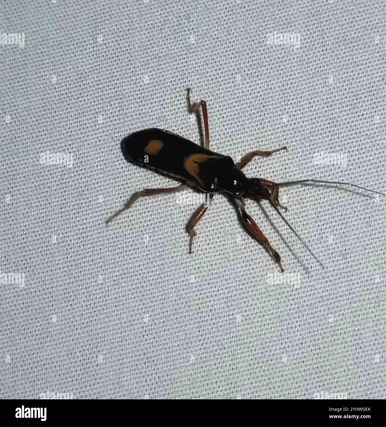 Hamatus hi-res stock photography and images - Alamy