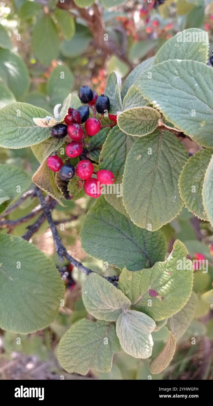 Wayfaring-tree (Viburnum lantana Stock Photo - Alamy