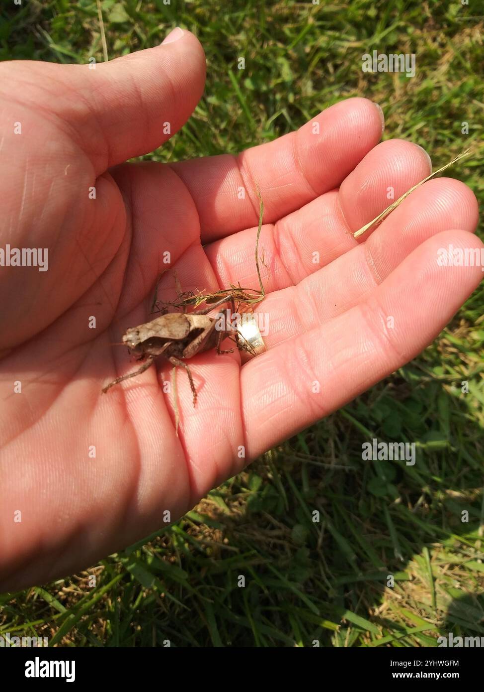 Protean Shieldback (Atlanticus testaceus Stock Photo - Alamy