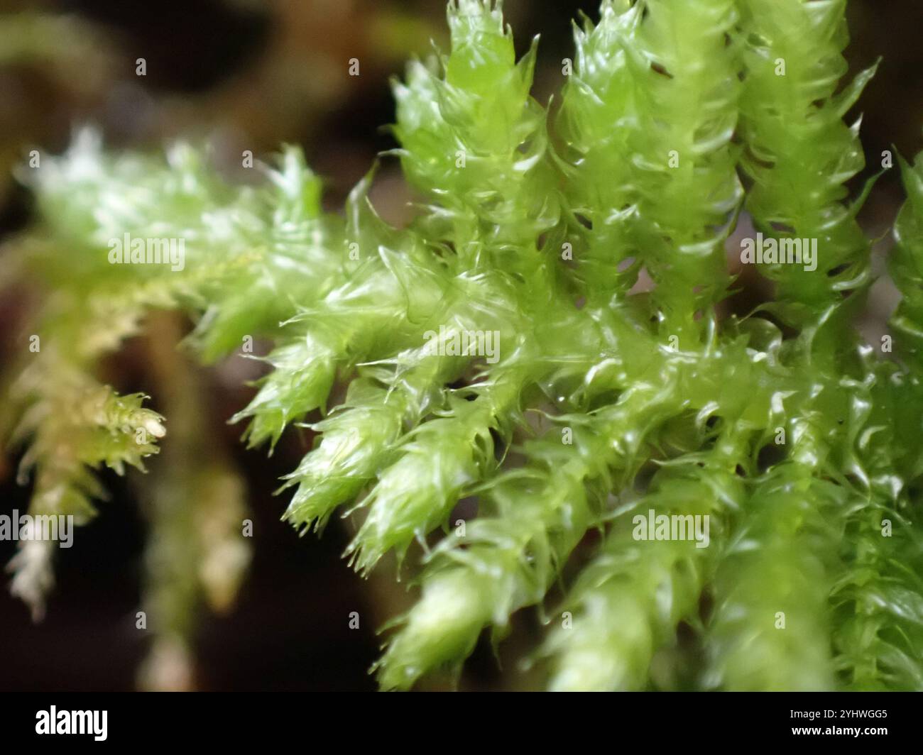 Oregon Beaked Moss (Kindbergia oregana Stock Photo - Alamy