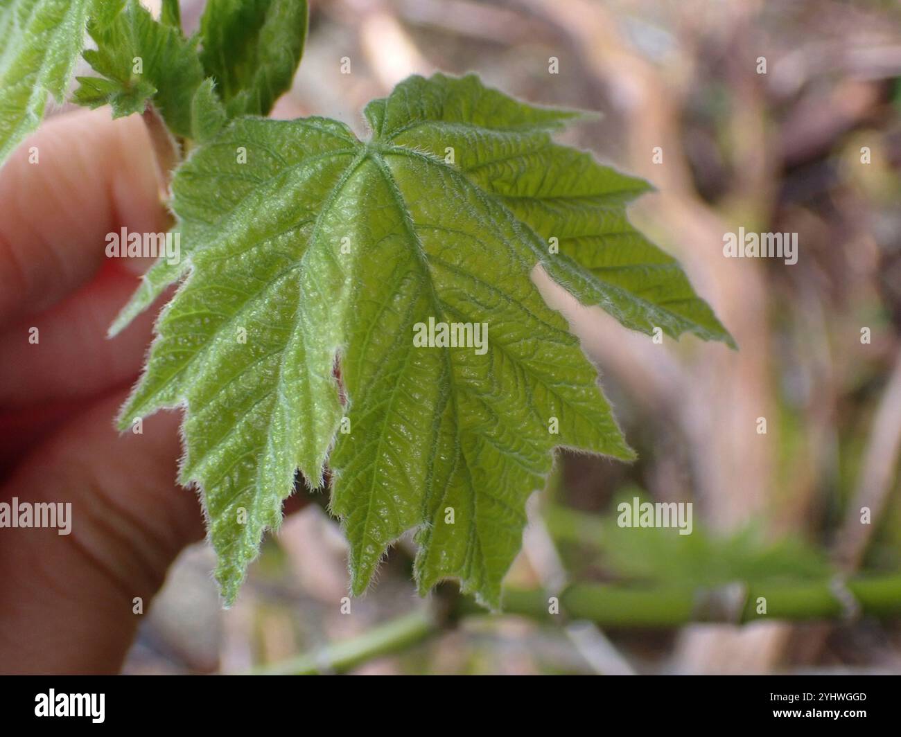 bigleaf maple (Acer macrophyllum Stock Photo - Alamy