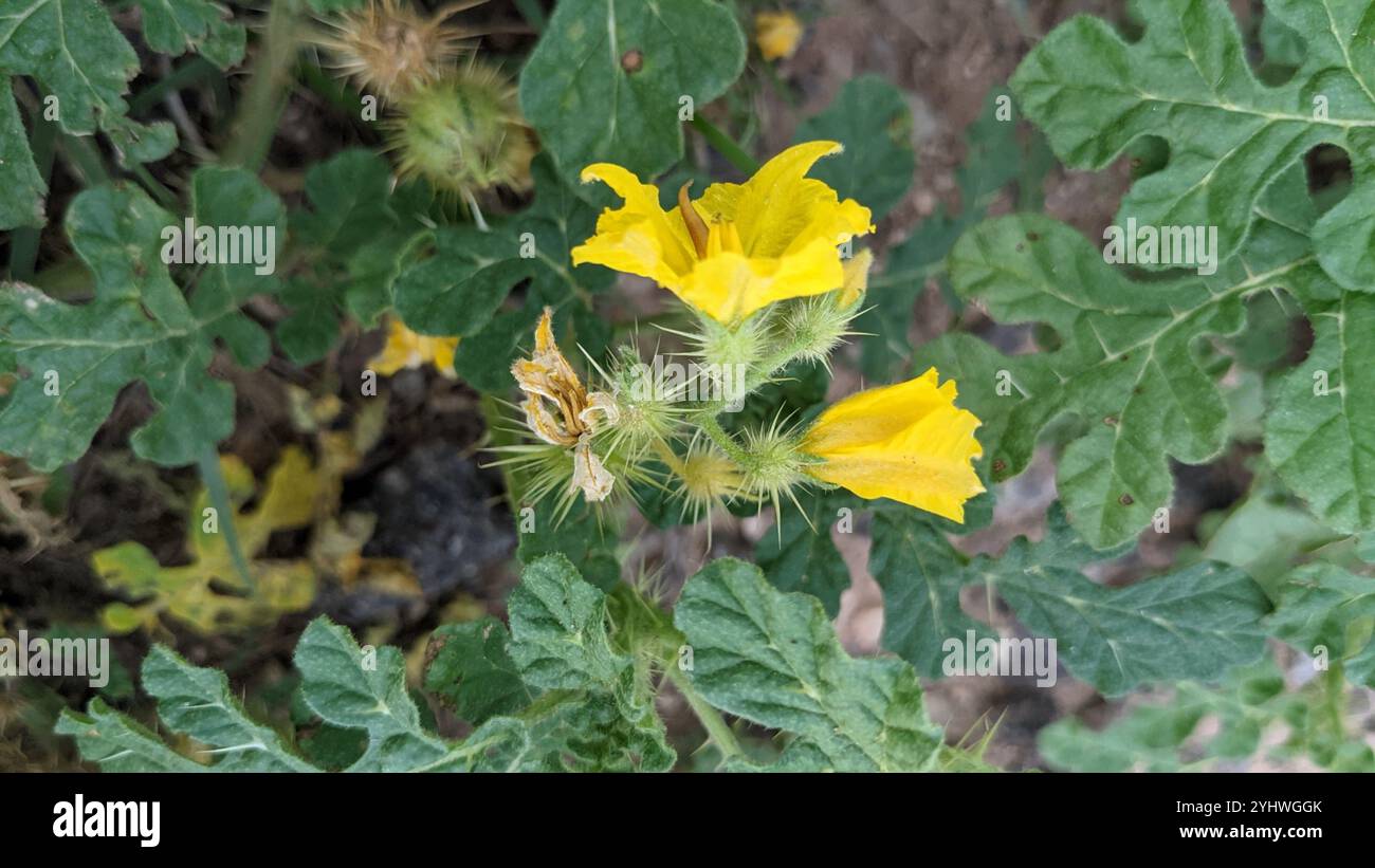 buffalo-bur (Solanum rostratum Stock Photo - Alamy