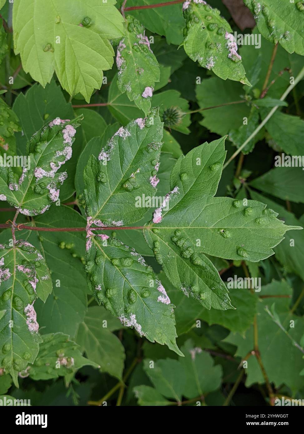 box elder pouch gall mite (Aceria negundi Stock Photo - Alamy