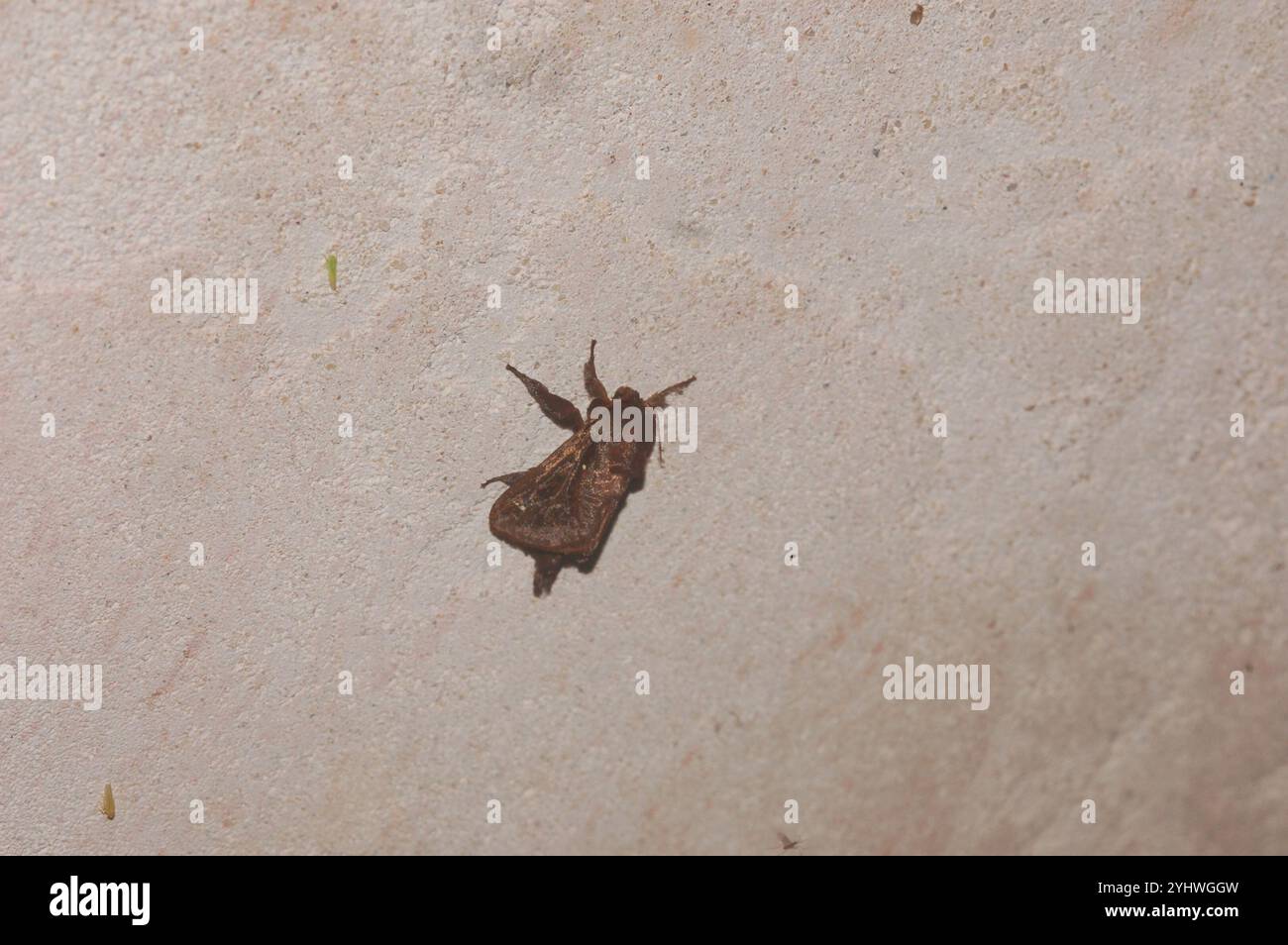 Saddleback Caterpillar Moth (Acharia stimulea Stock Photo - Alamy