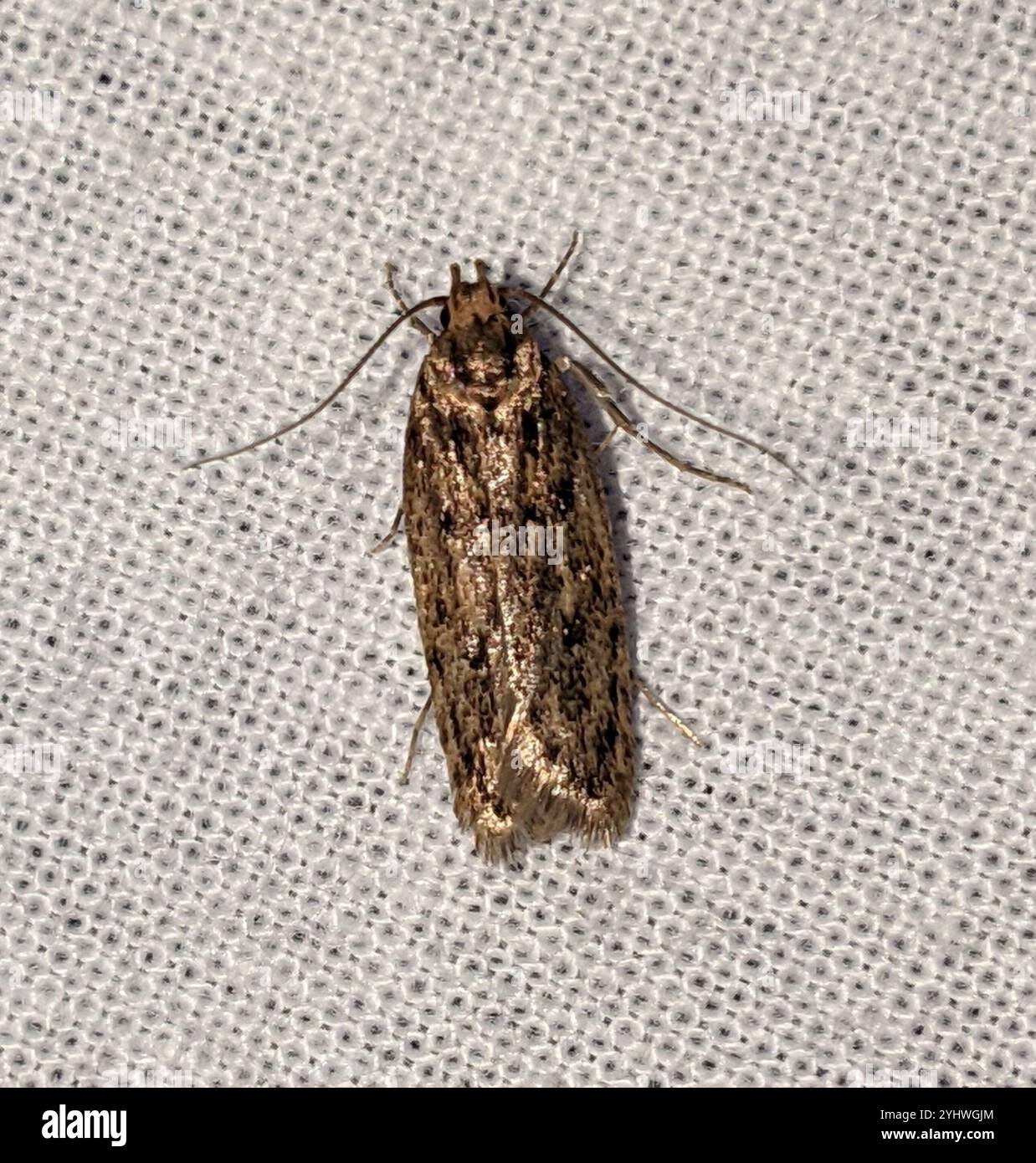 Brown House Moth (Hofmannophila pseudospretella Stock Photo - Alamy